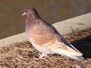 Rock Pigeon - eBird