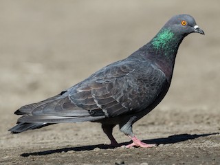 Rock Dove - eBird