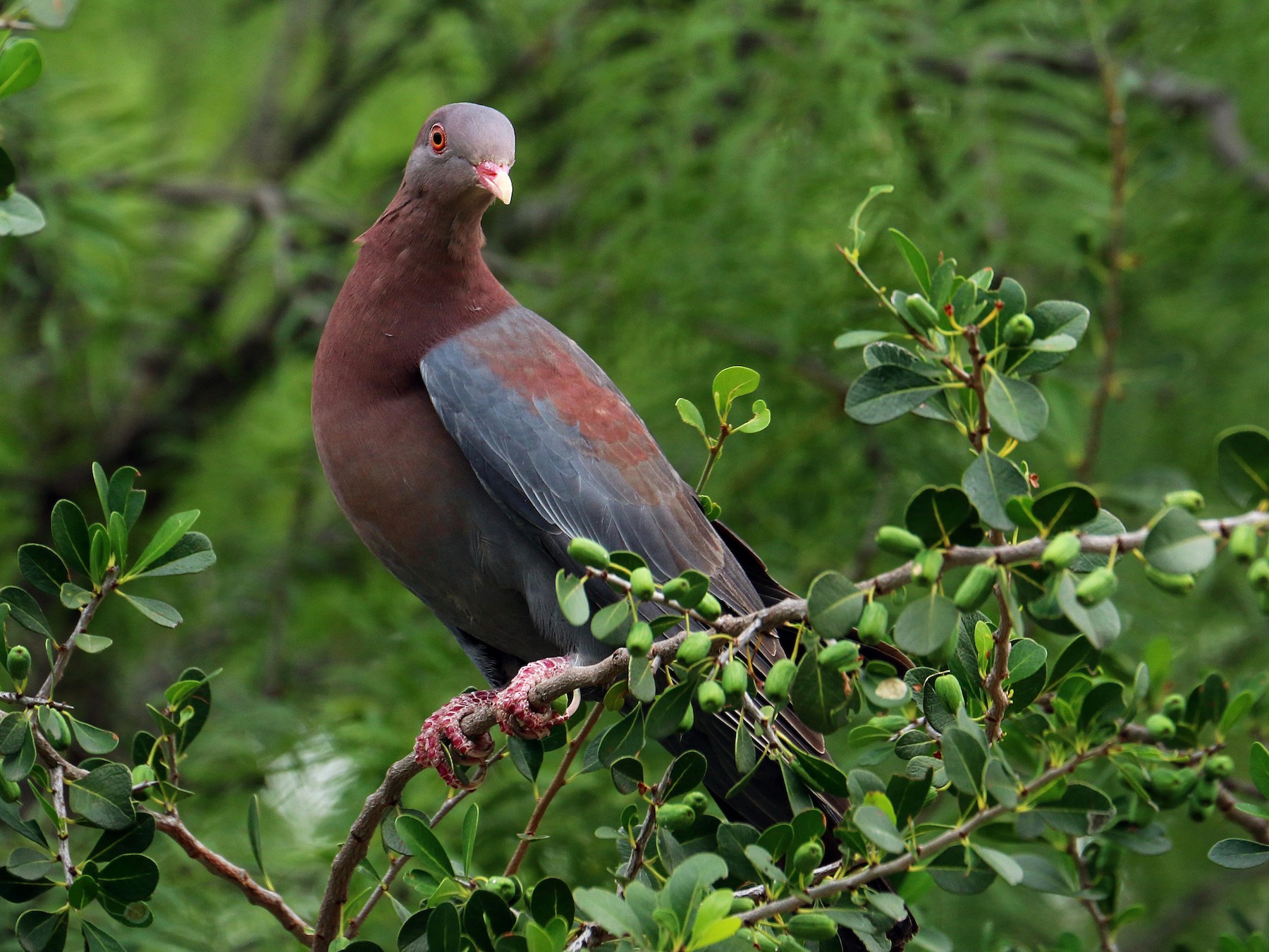 Red-billed Pigeon - eBird