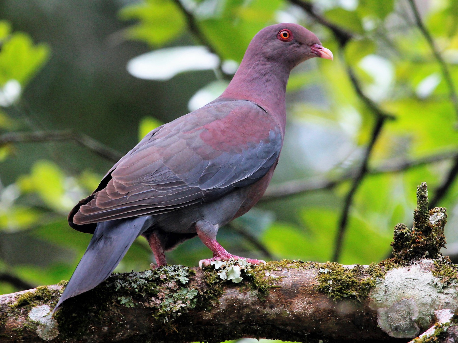 Red-billed Pigeon - eBird