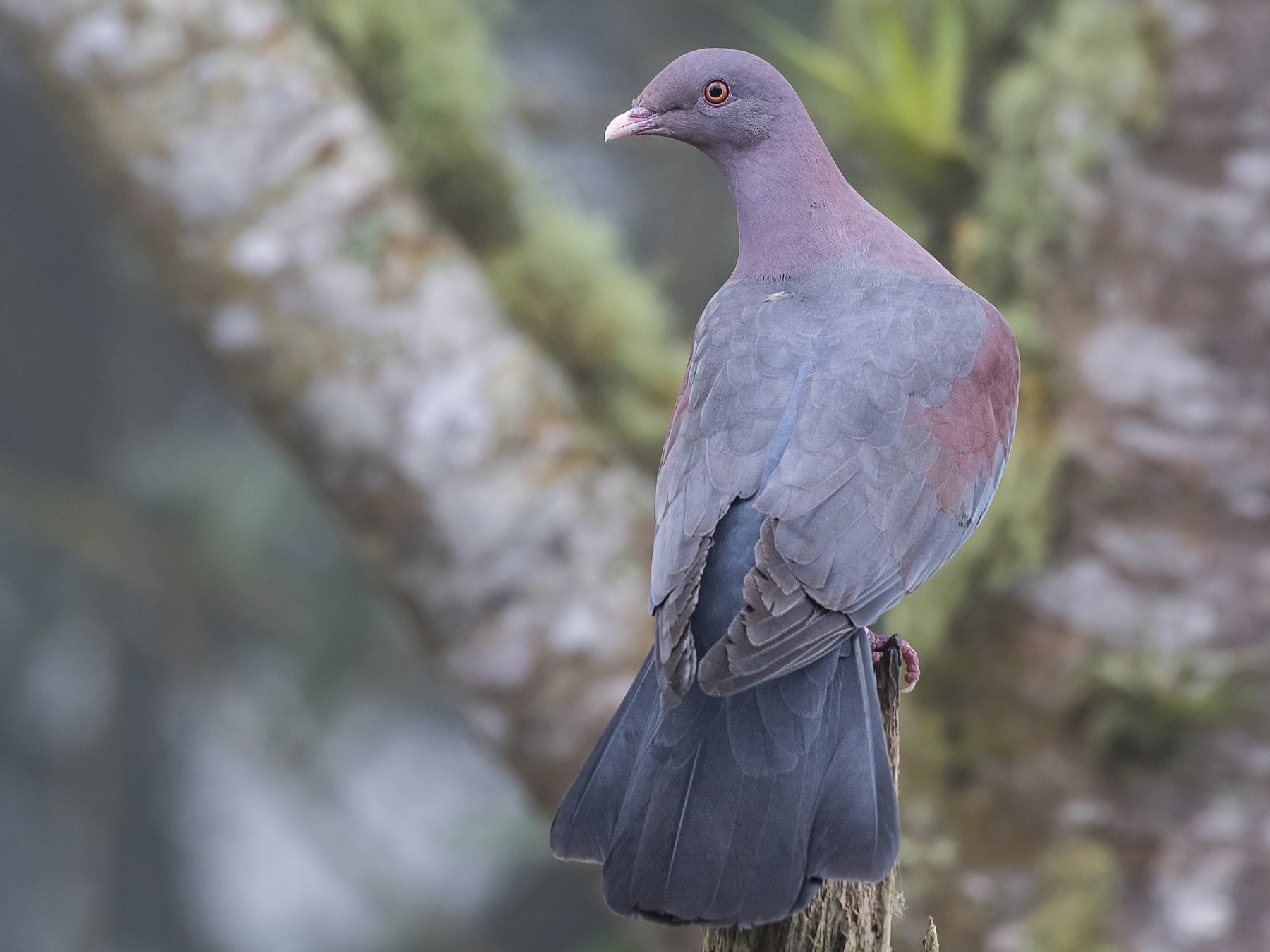 Red-billed Pigeon - eBird