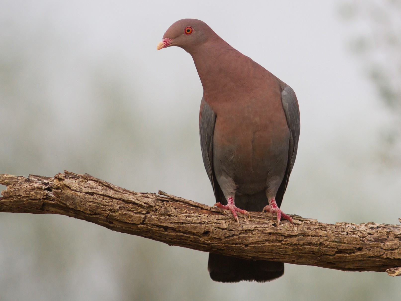 Red-billed Pigeon - eBird