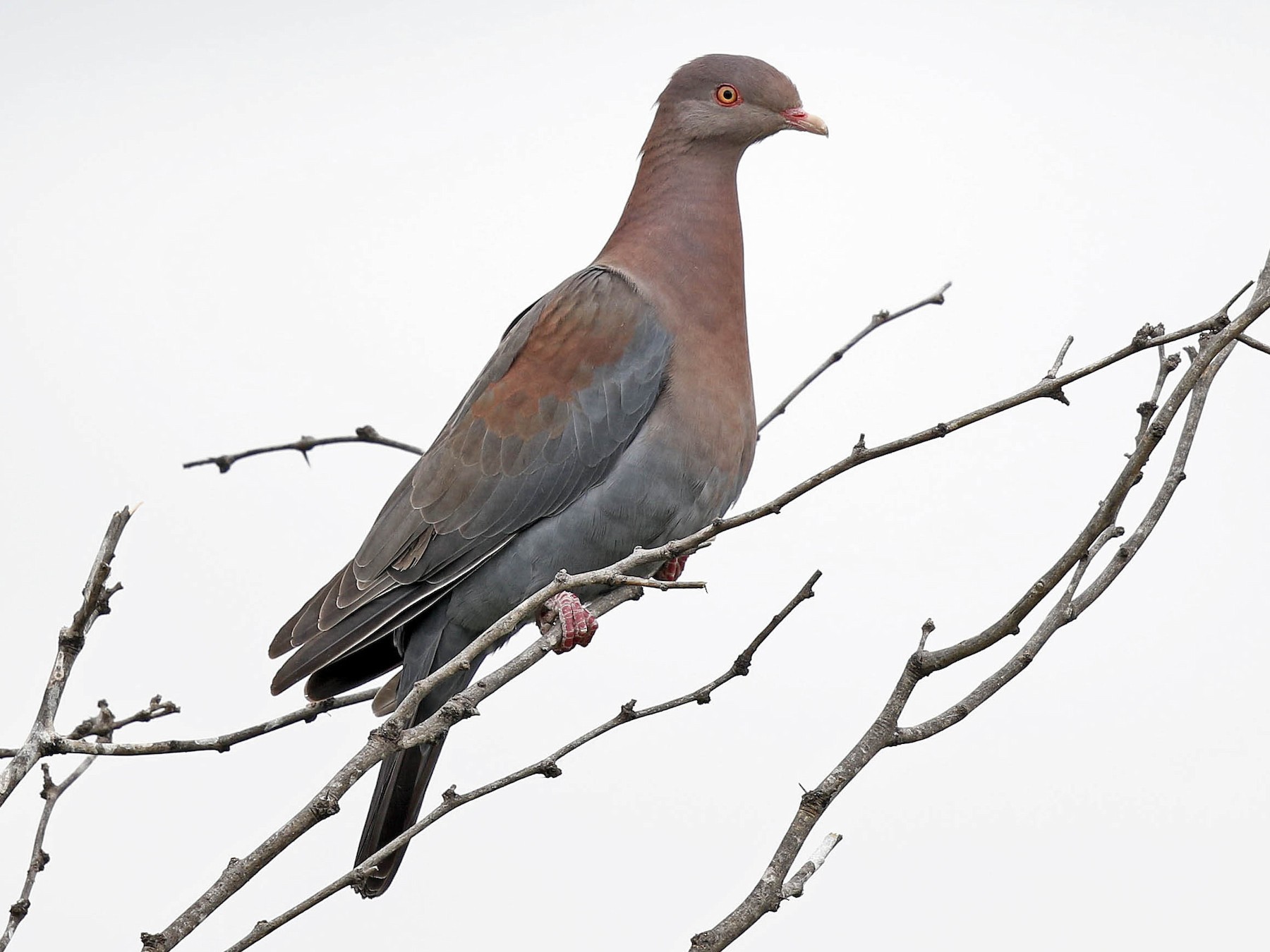 Red-billed Pigeon - eBird