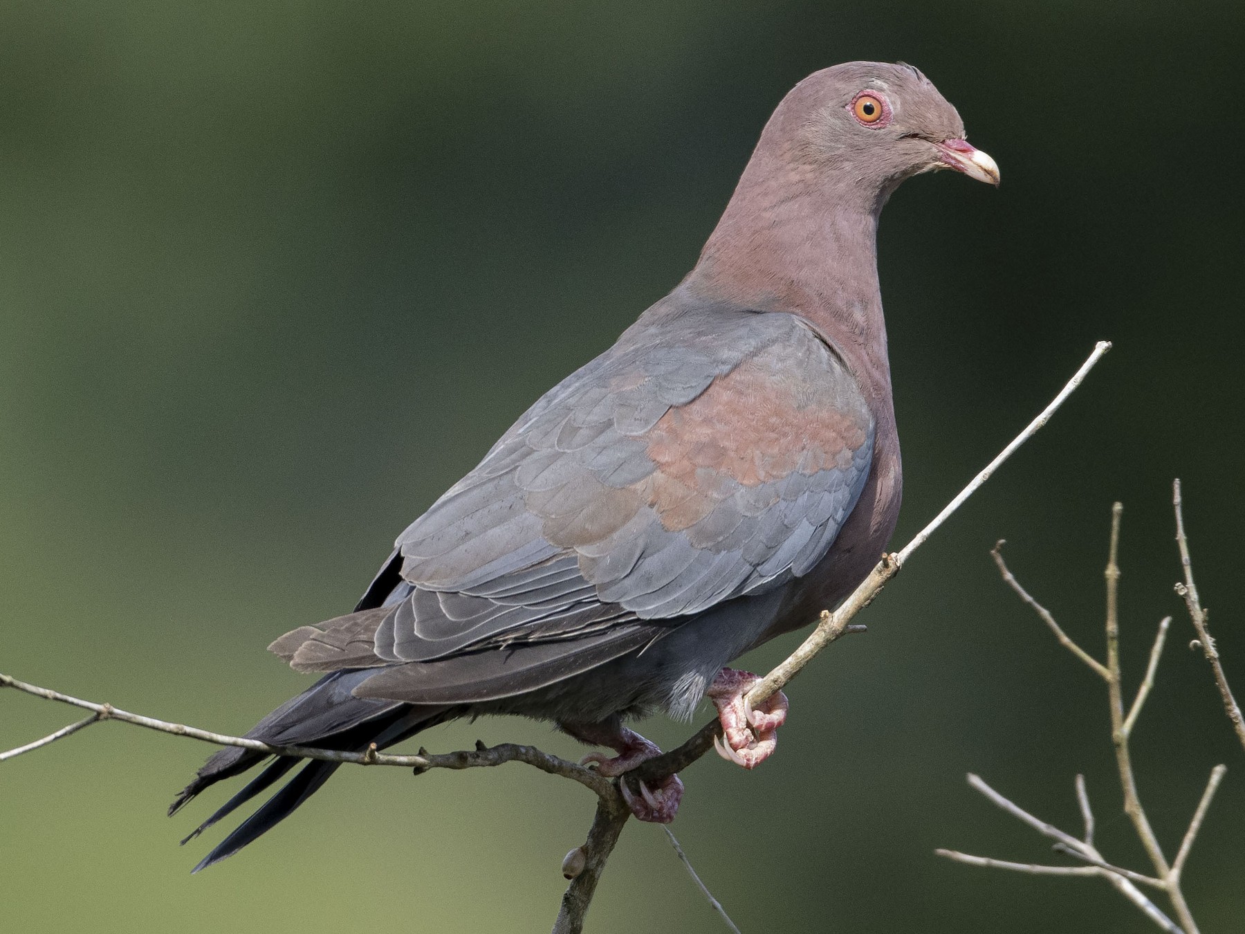 Red-billed Pigeon - eBird