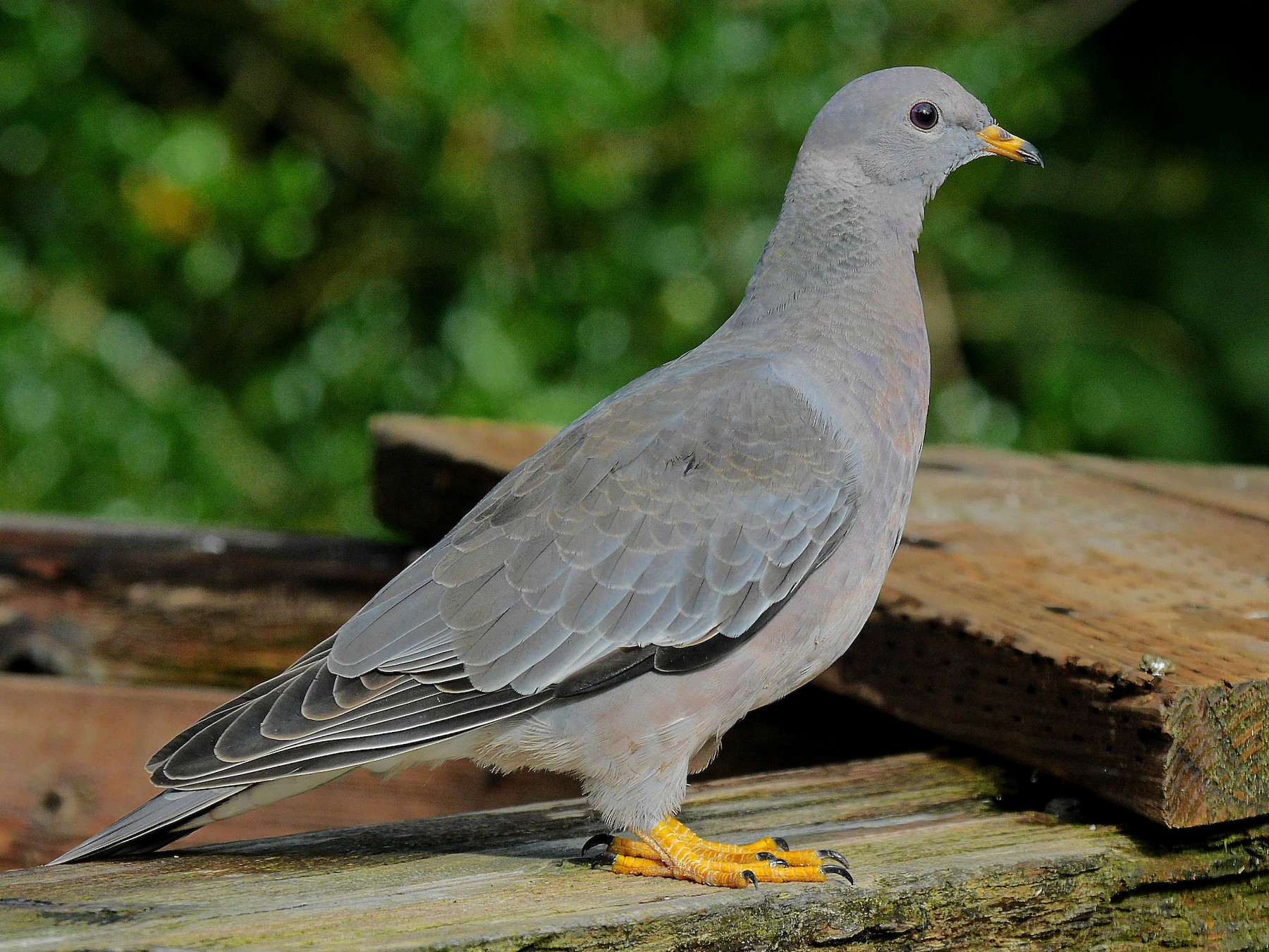Band-tailed Pigeon - eBird