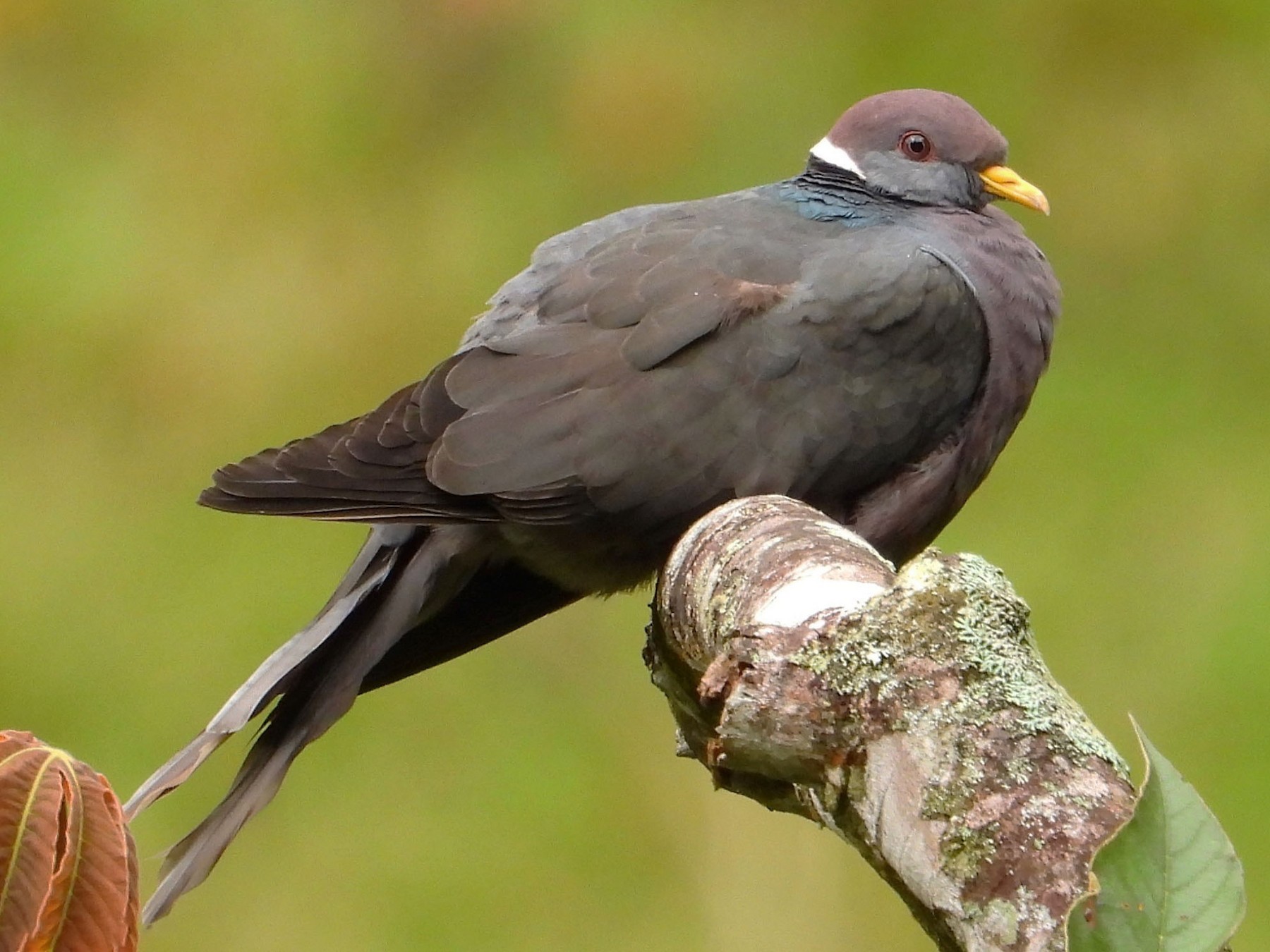 Band-tailed Pigeon - eBird