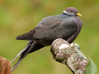Band-tailed Pigeon - eBird