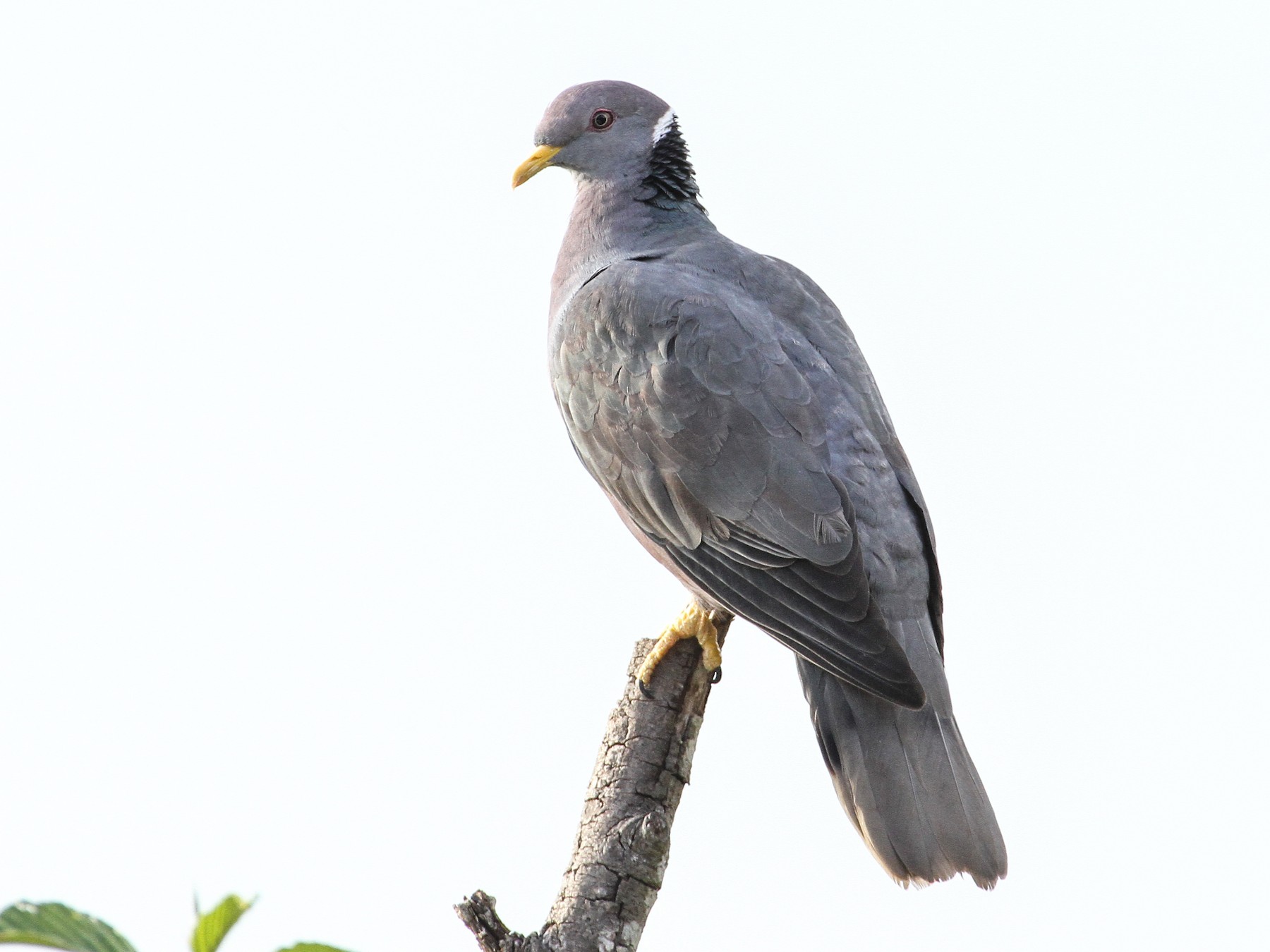 Band-tailed Pigeon - eBird