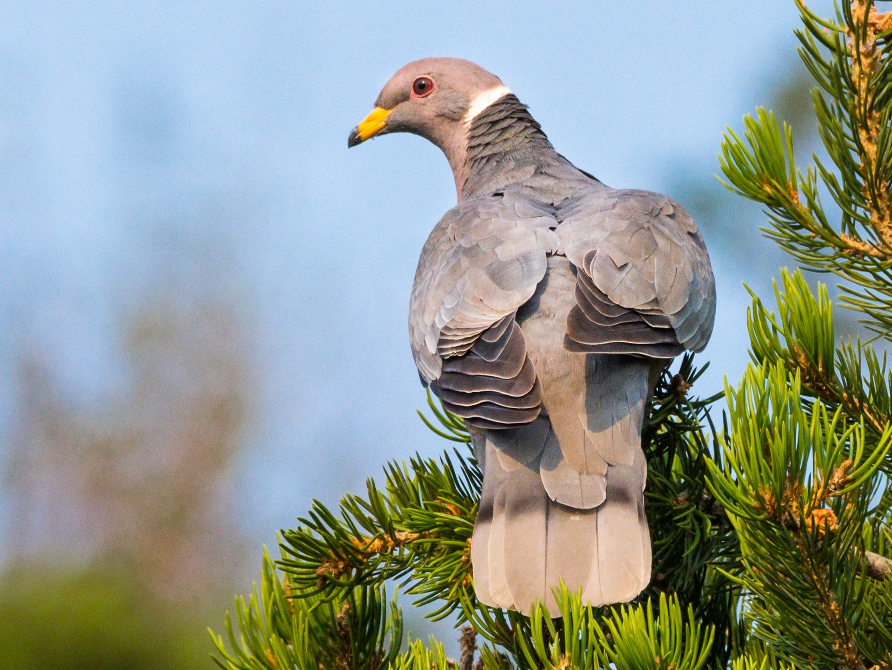 Band-tailed Pigeon - eBird