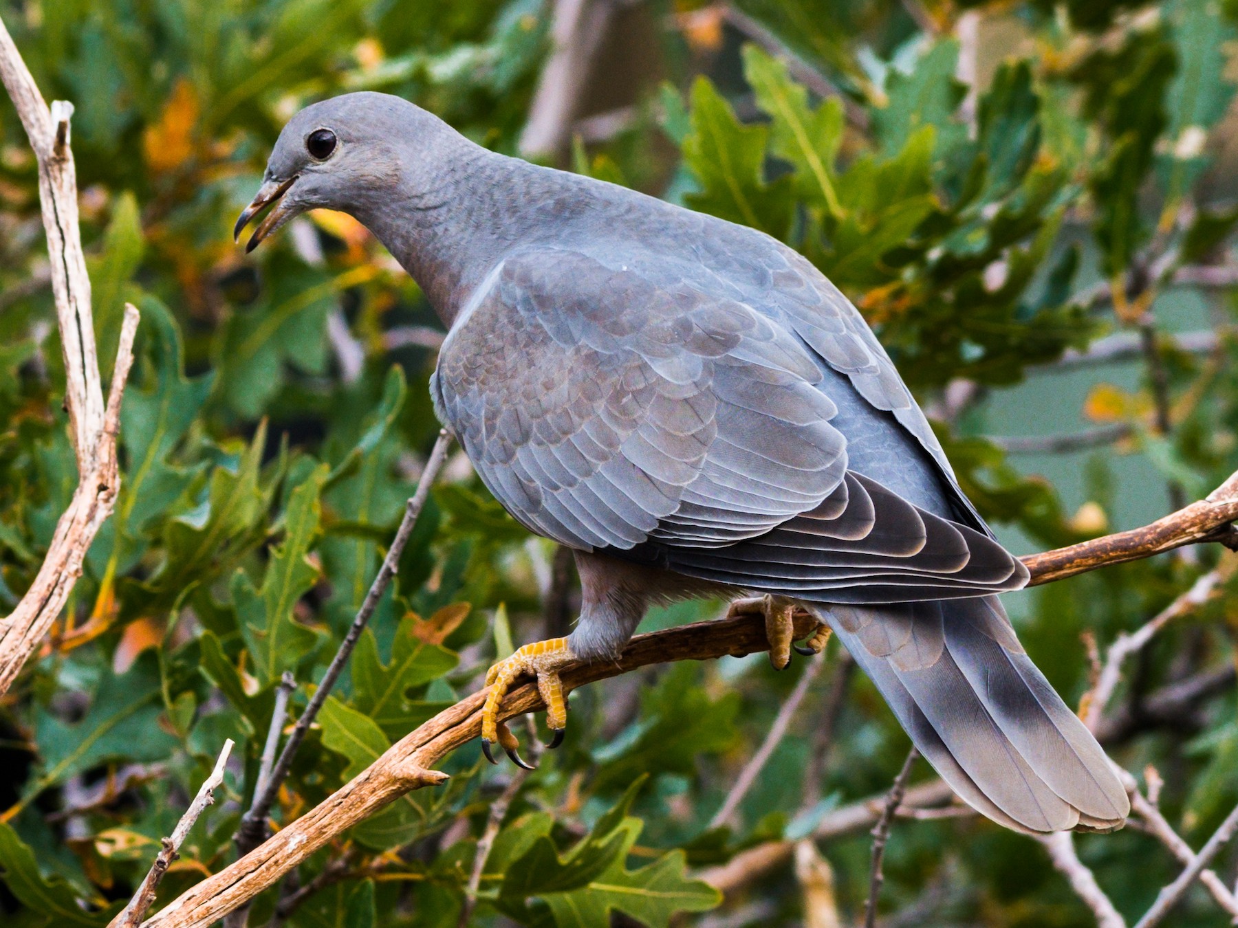 Band-tailed Pigeon - eBird