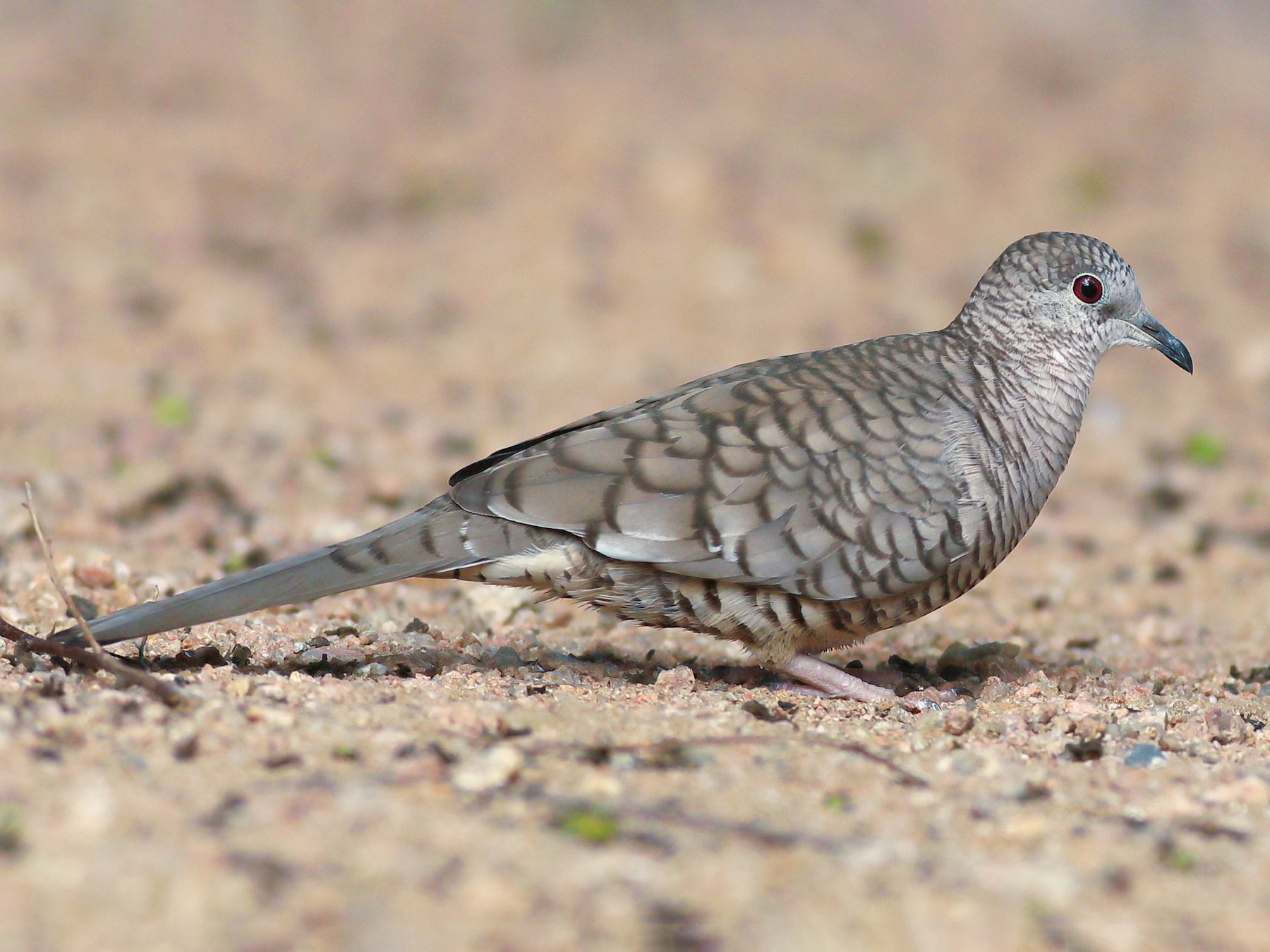 Tortolita Cola Larga - eBird