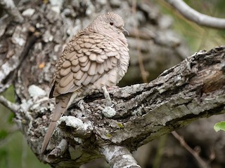 Inca Dove - eBird
