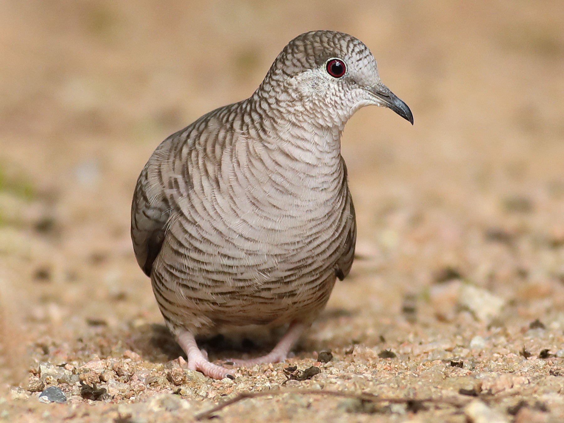 Inca Dove In Flight