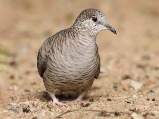 Inca Dove - eBird
