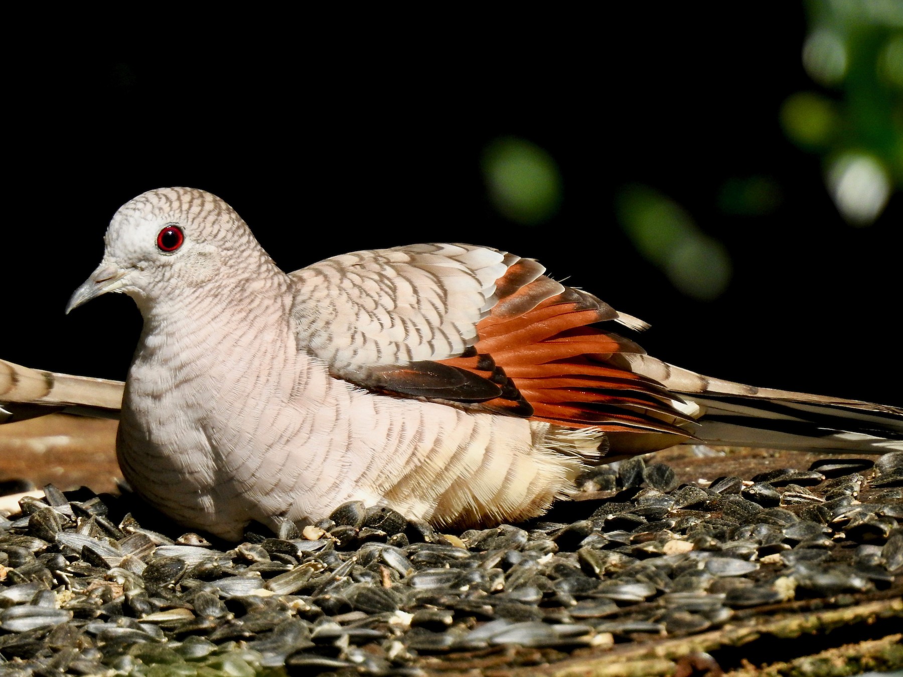 Inca Dove - eBird