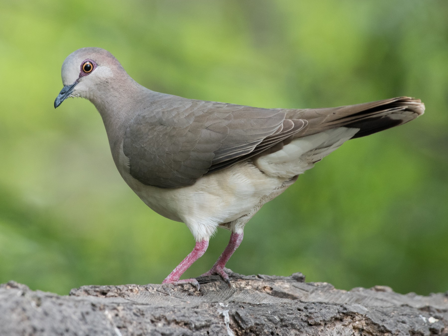 White-tipped Dove - eBird