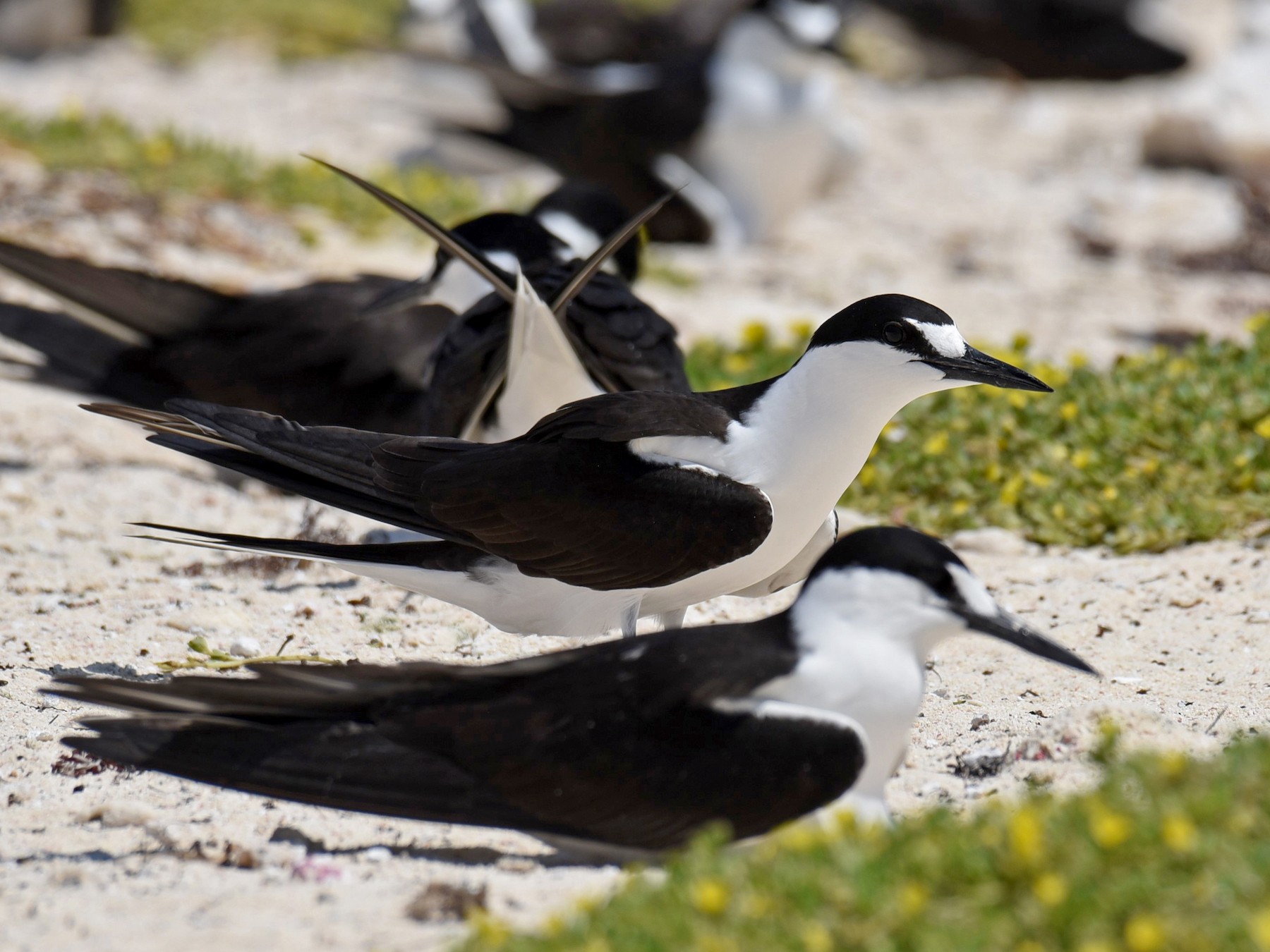 Sooty Tern - eBird