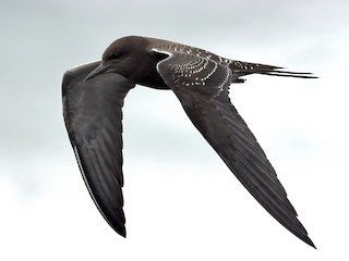Sooty Tern - eBird