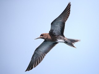 Sooty Tern - eBird