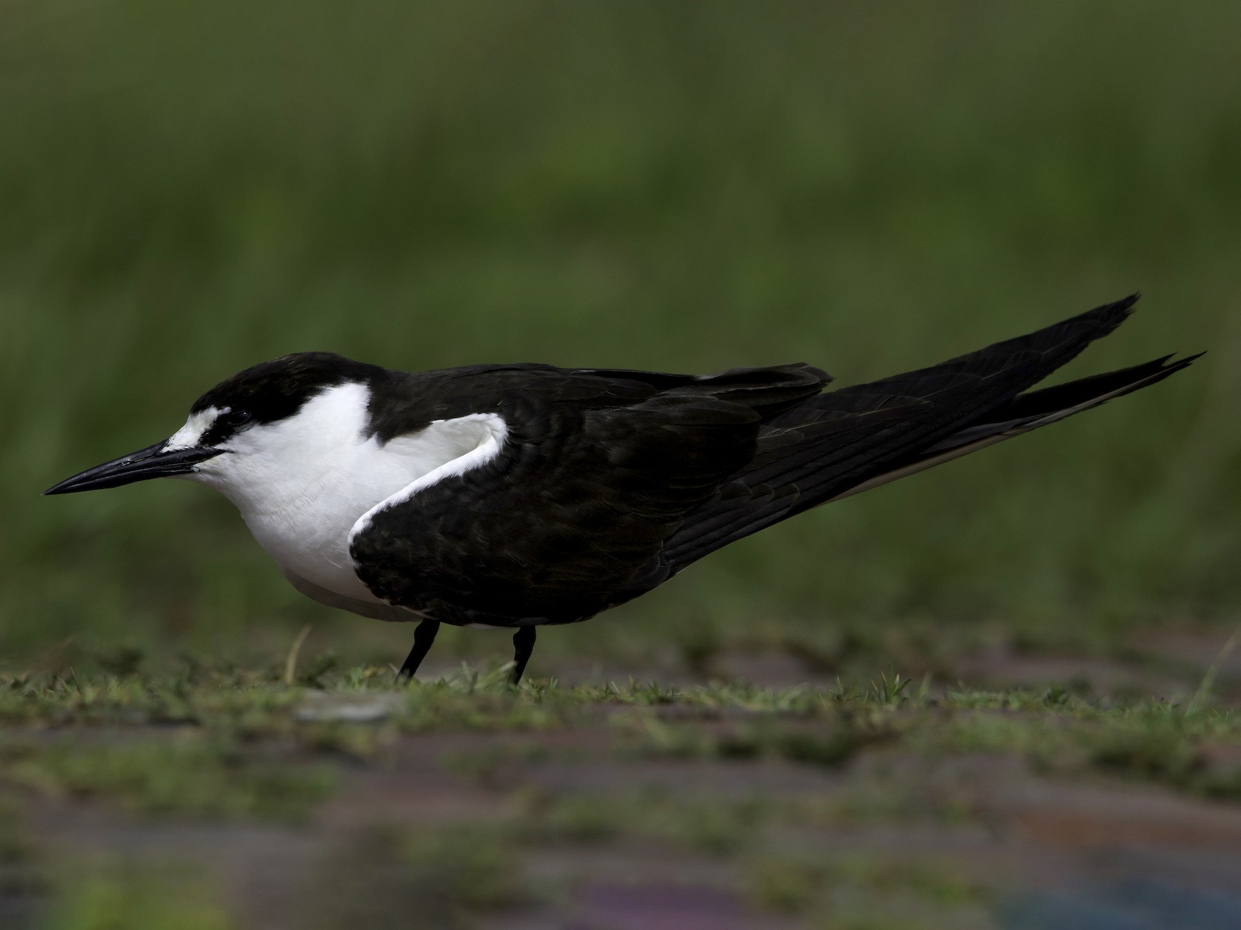 Sooty Tern - eBird