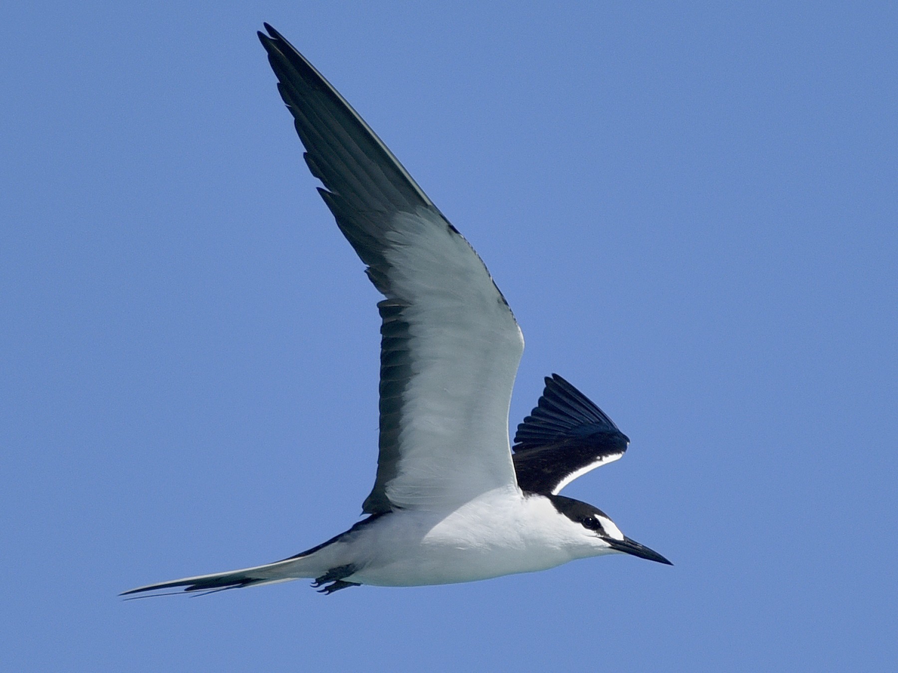 Sooty Tern - eBird