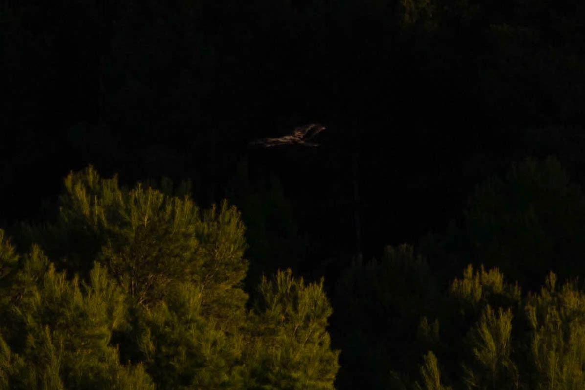 eBird Checklist - 13 Feb 2021 - Sierra de Burete - 1 species