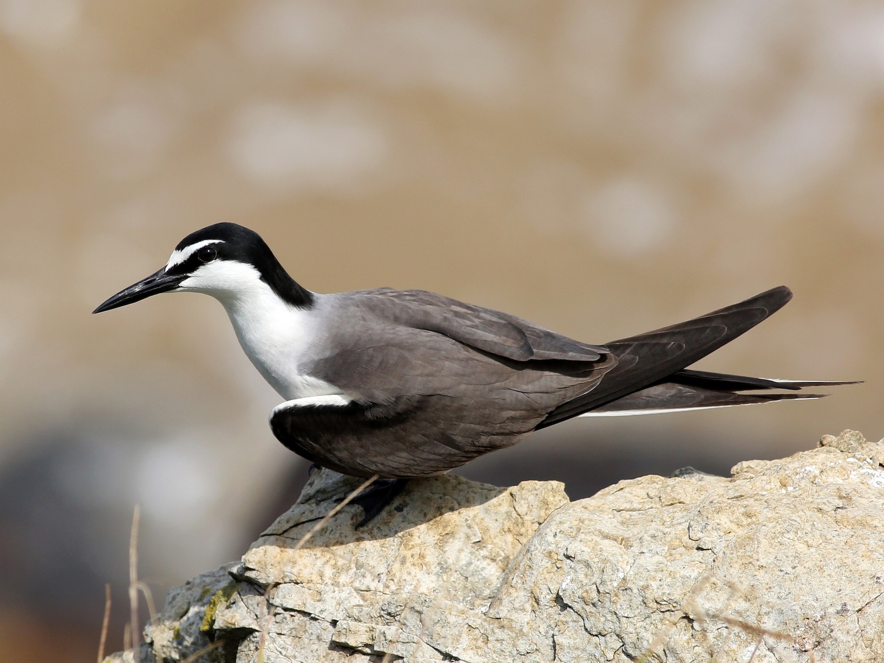 Bridled Tern - eBird