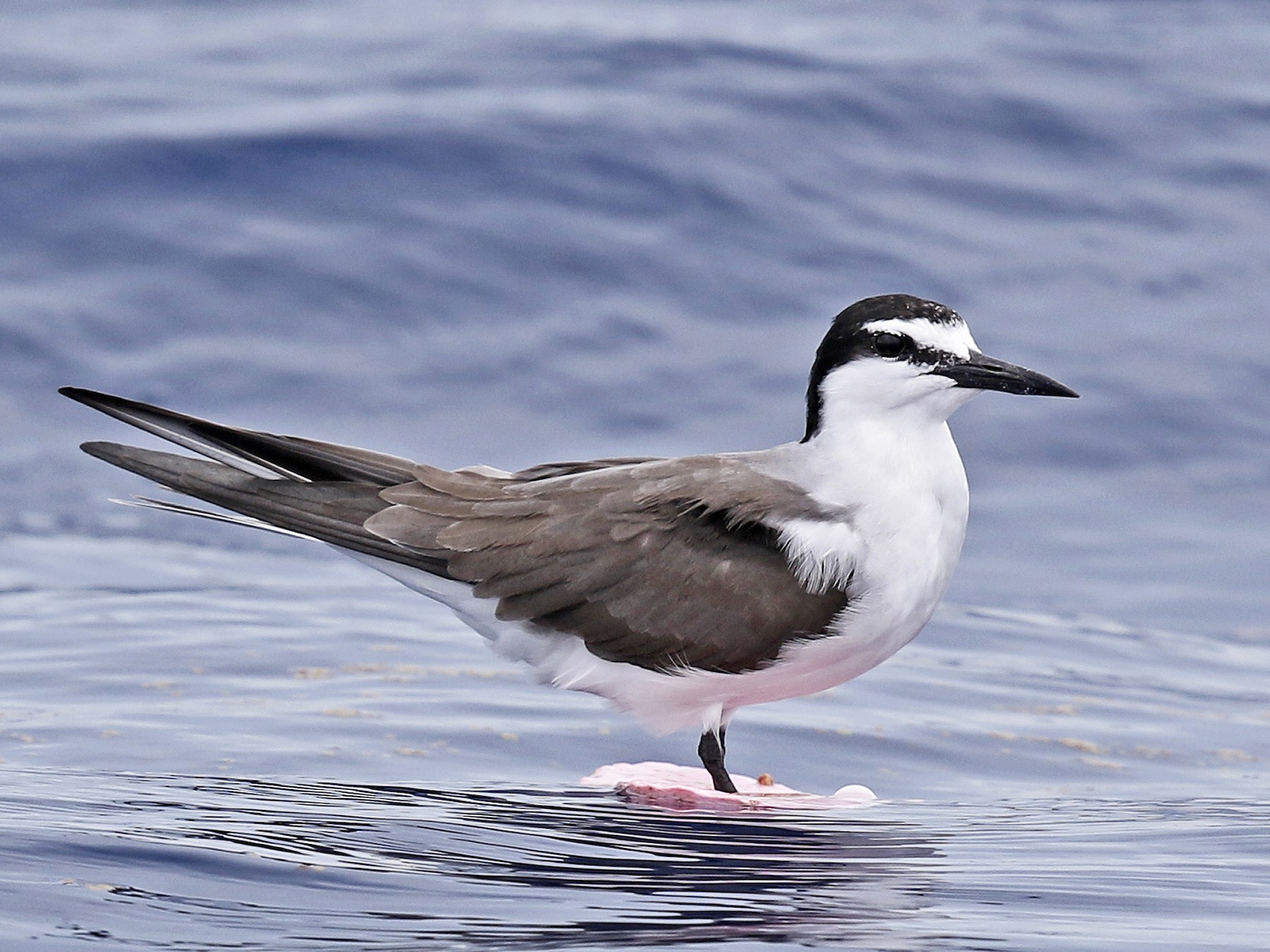 Bridled Tern - eBird
