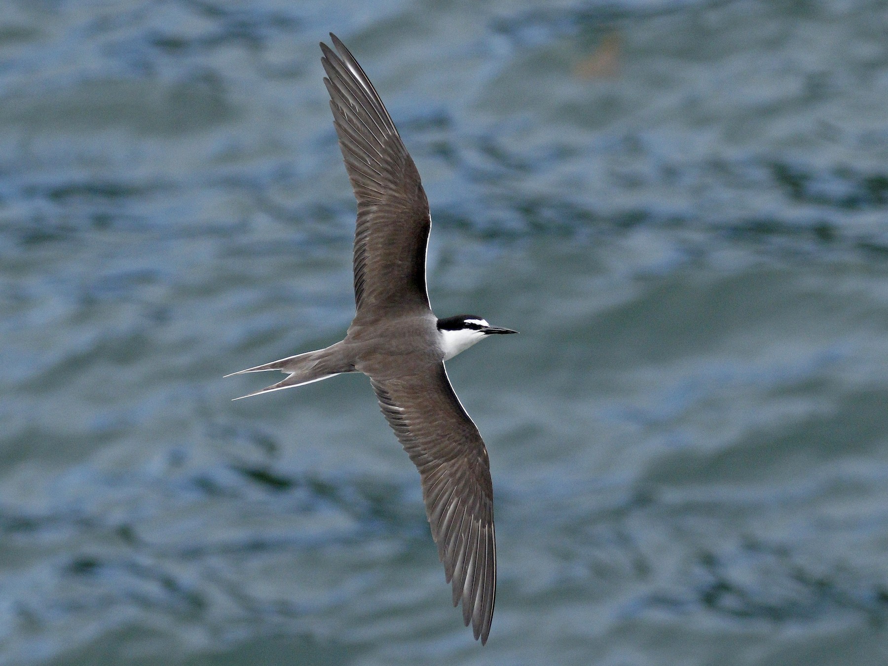 Bridled Tern - eBird