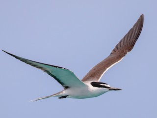 Bridled Tern - eBird