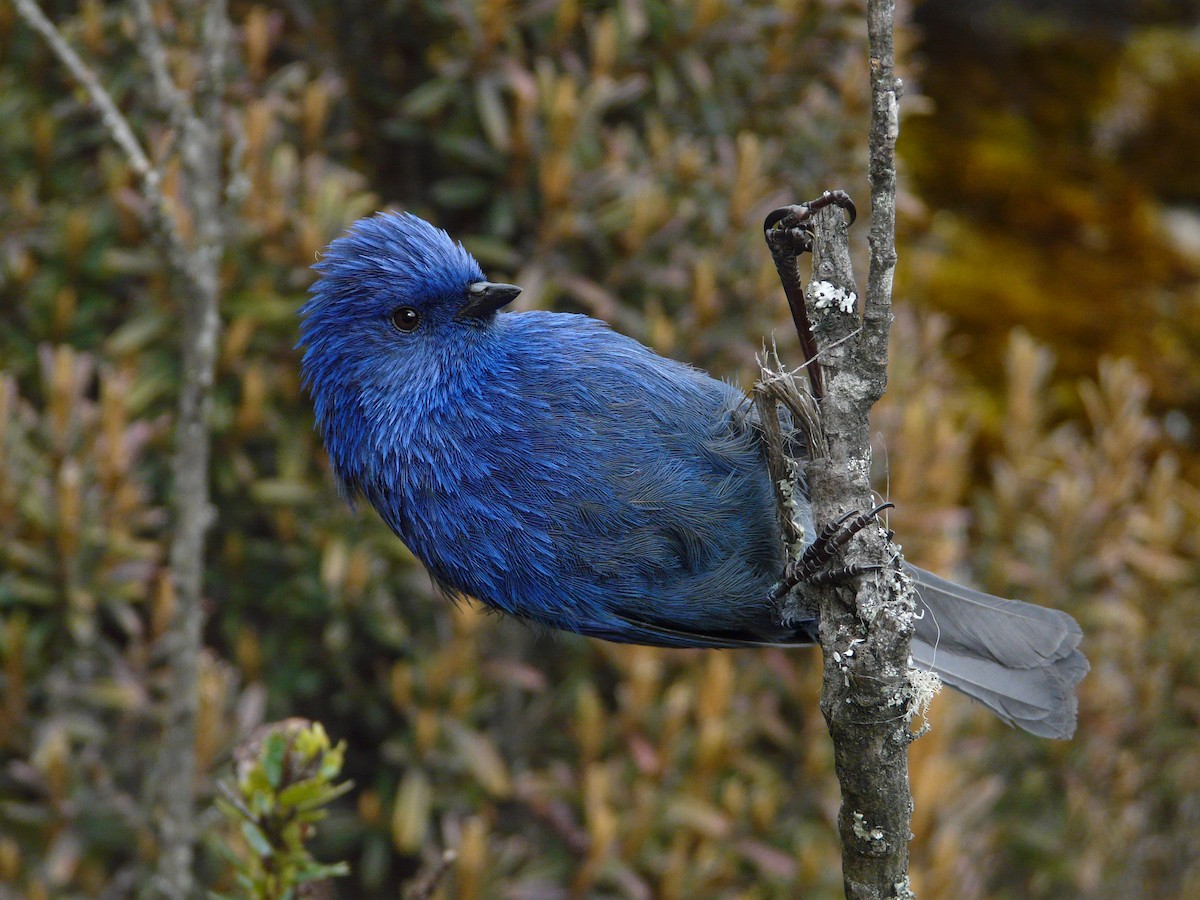 Tit-like Dacnis - Xenodacnis parina - Birds of the World