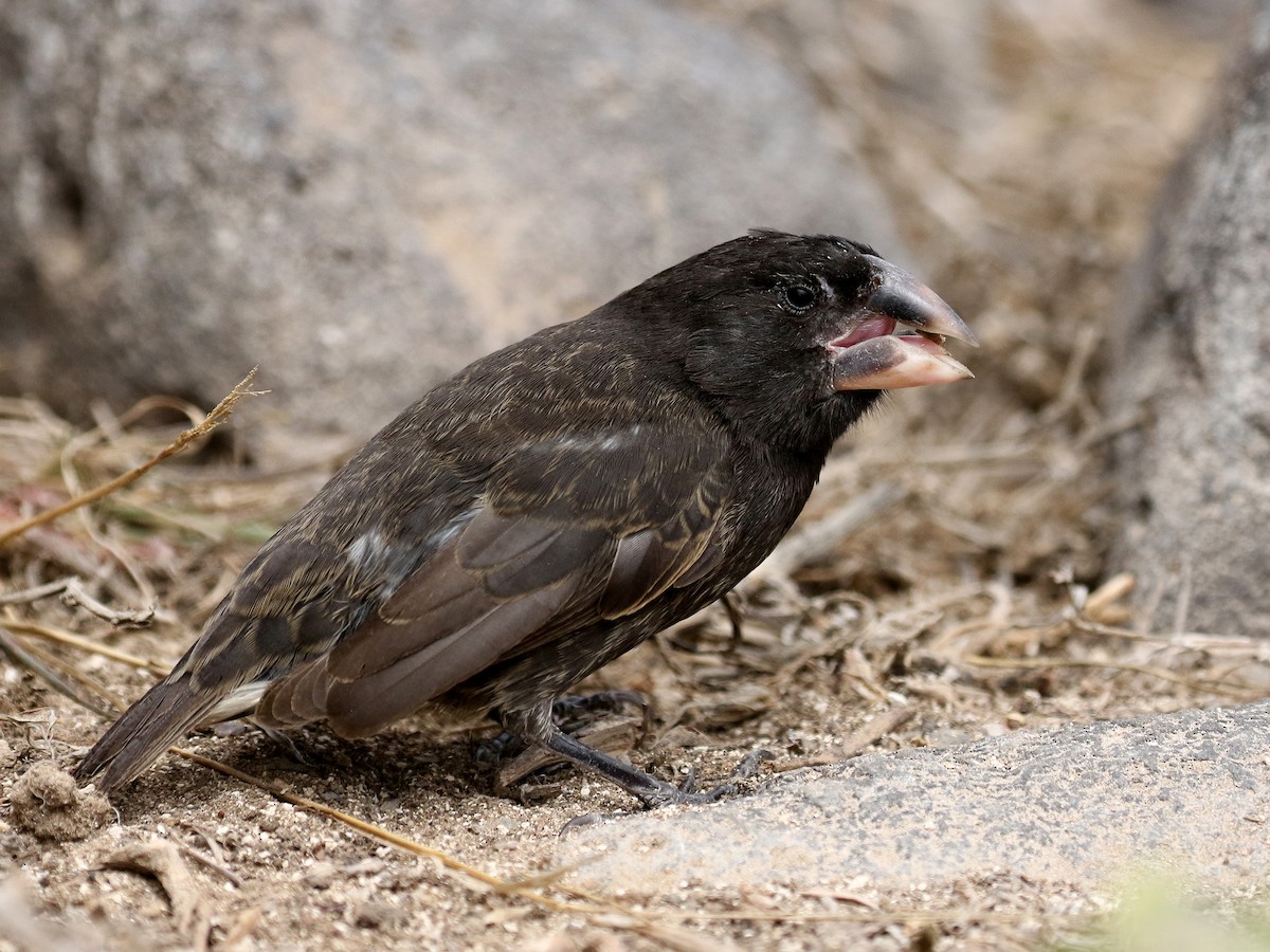 Española Ground-Finch - Geospiza conirostris - Birds of the World