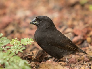Medium Ground-Finch - Geospiza fortis - Birds of the World