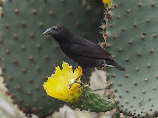 Common Cactus-Finch - Geospiza scandens - Birds of the World