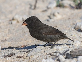 Genovesa Ground-Finch - Geospiza acutirostris - Birds of the World