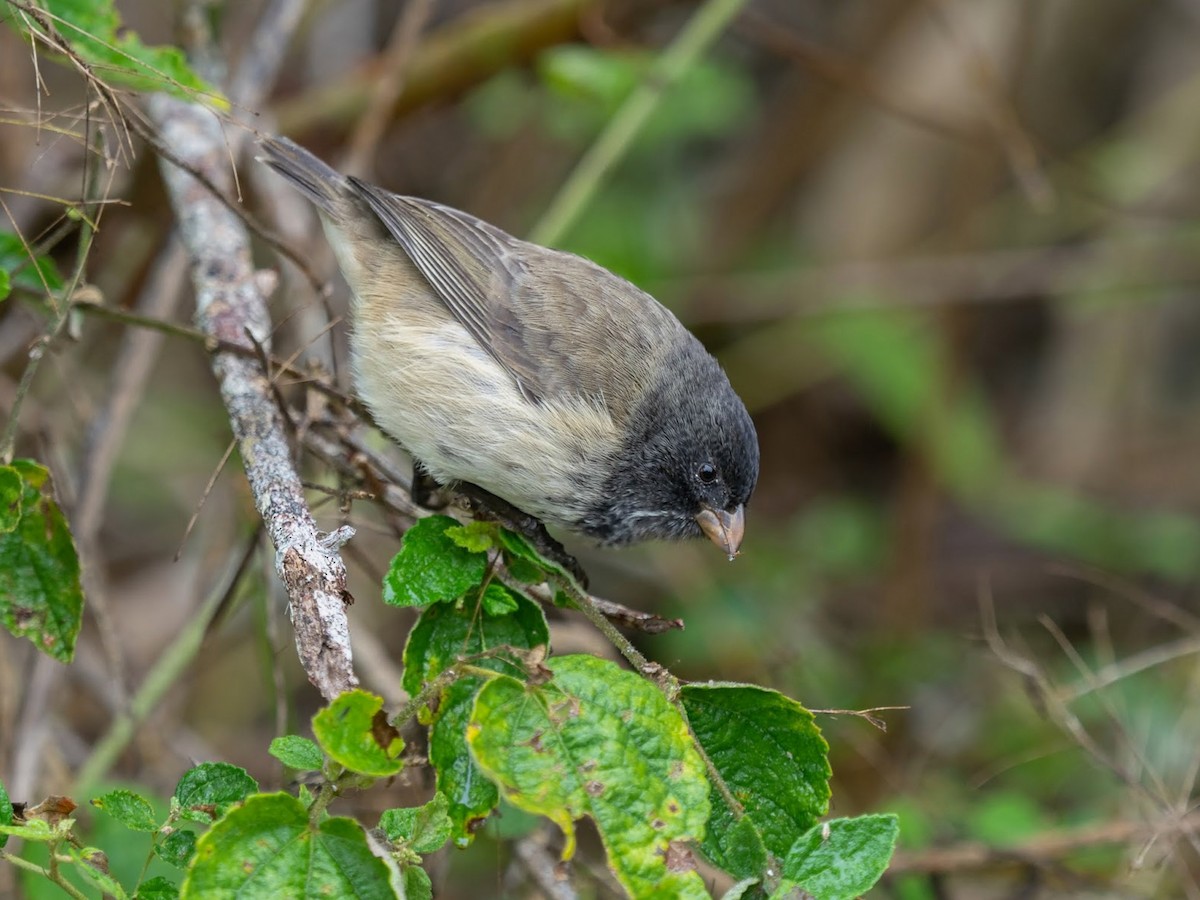 Medium Tree-Finch - Camarhynchus pauper - Birds of the World