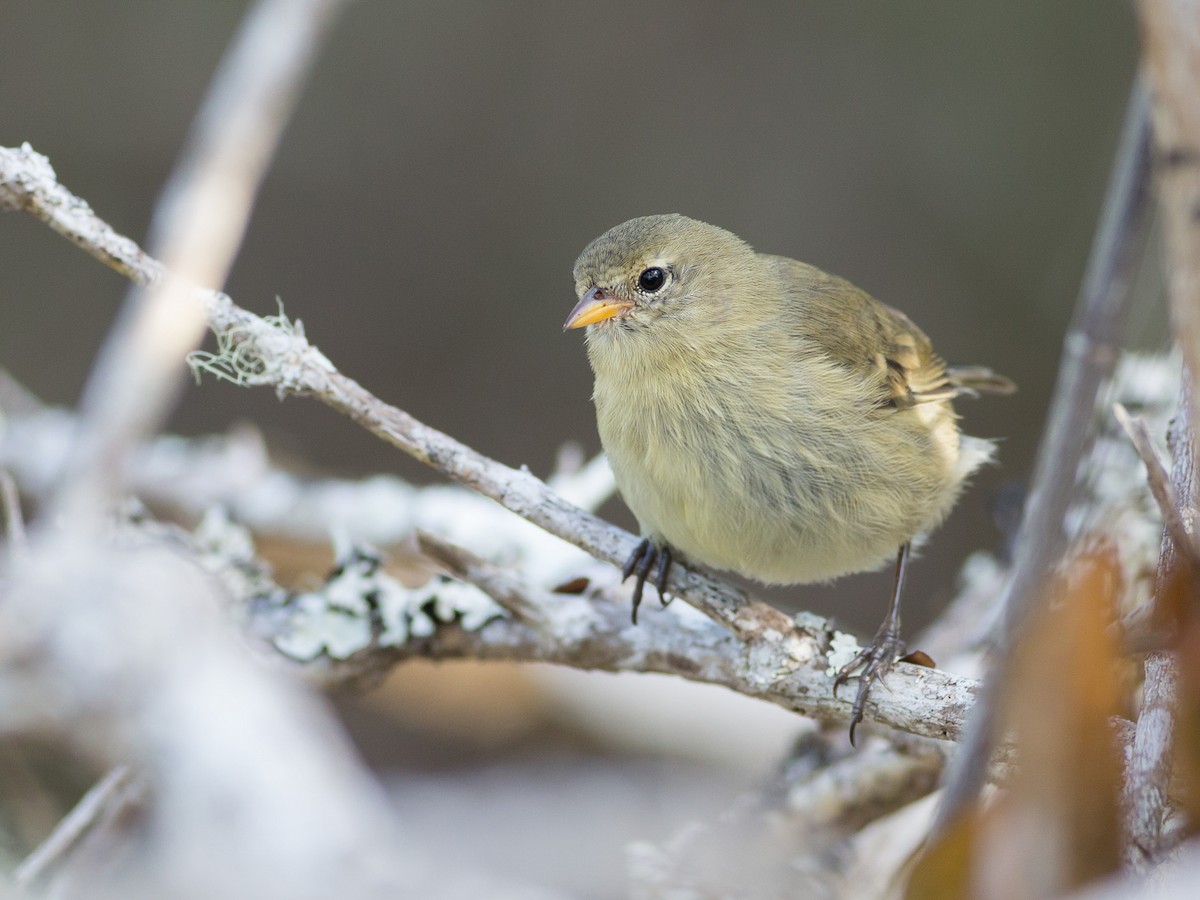 Gray Warbler-Finch - Certhidea fusca - Birds of the World