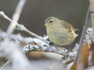Gray Warbler-Finch - Certhidea fusca - Birds of the World