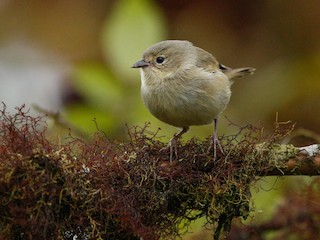 Green Warbler-Finch - Certhidea olivacea - Birds of the World