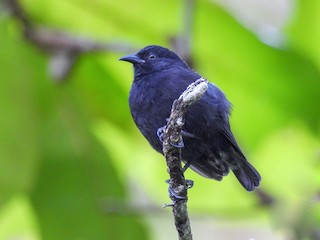 Cocos Finch - Pinaroloxias inornata - Birds of the World