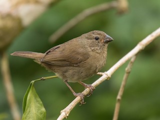 Dull-colored Grassquit - Asemospiza obscura - Birds of the World