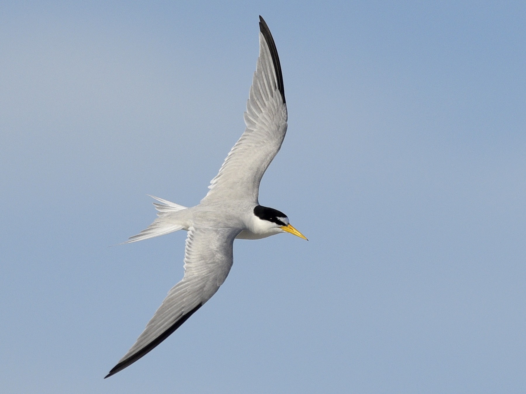 Least Tern