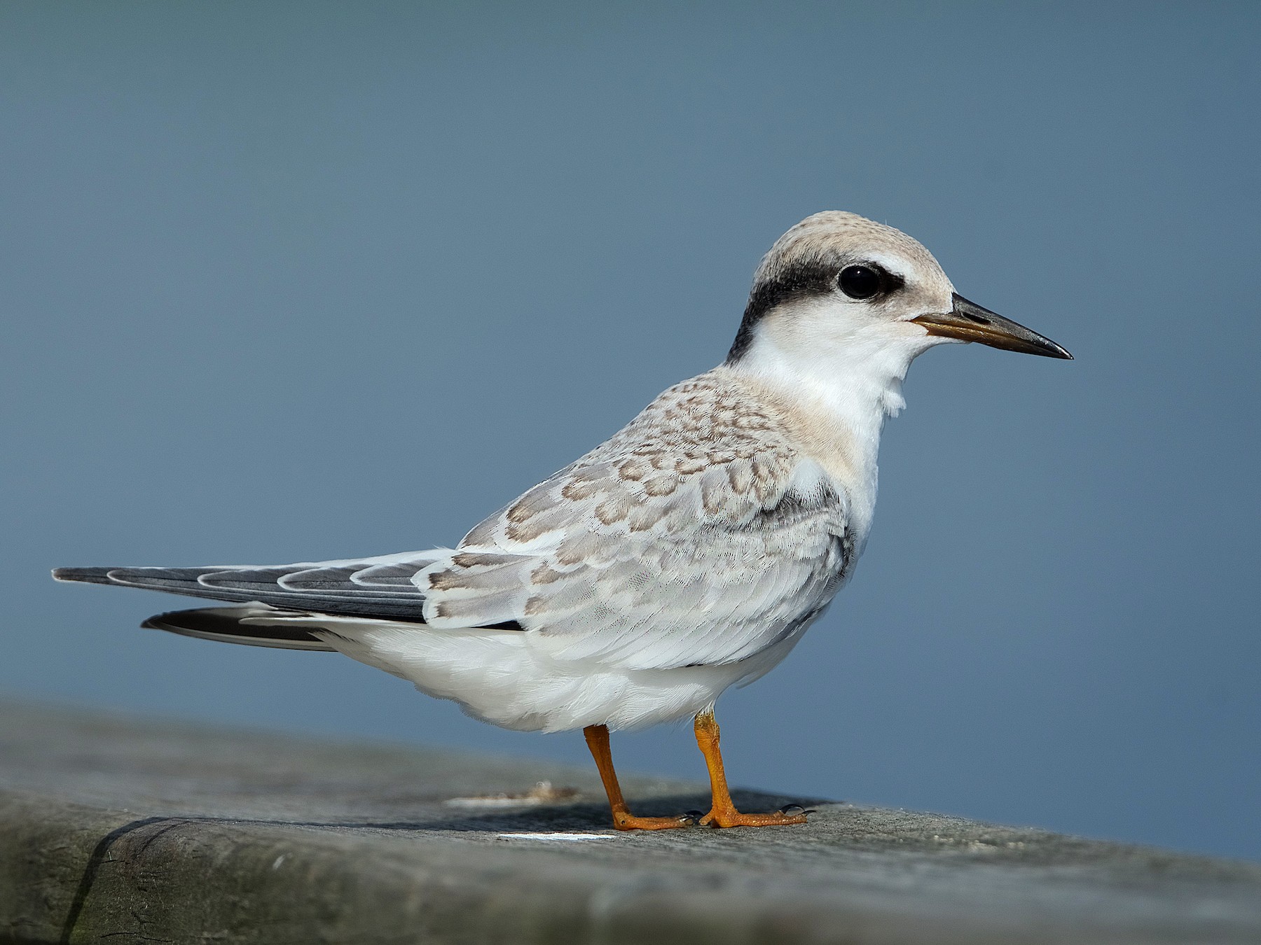 Least Tern