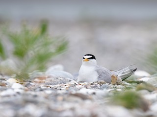 Least Tern - eBird