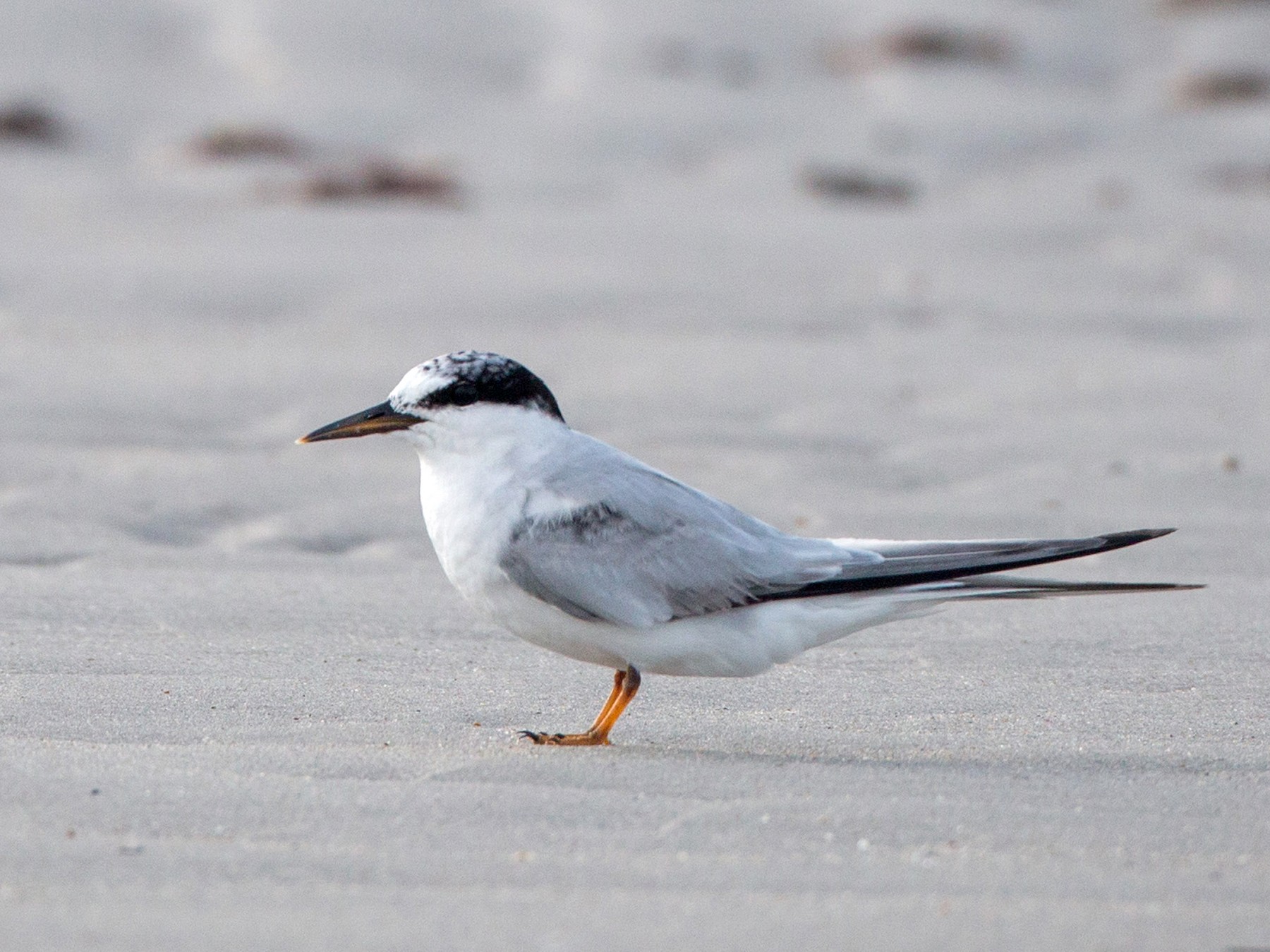 Least Tern Habitat