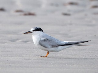 Least Tern - eBird