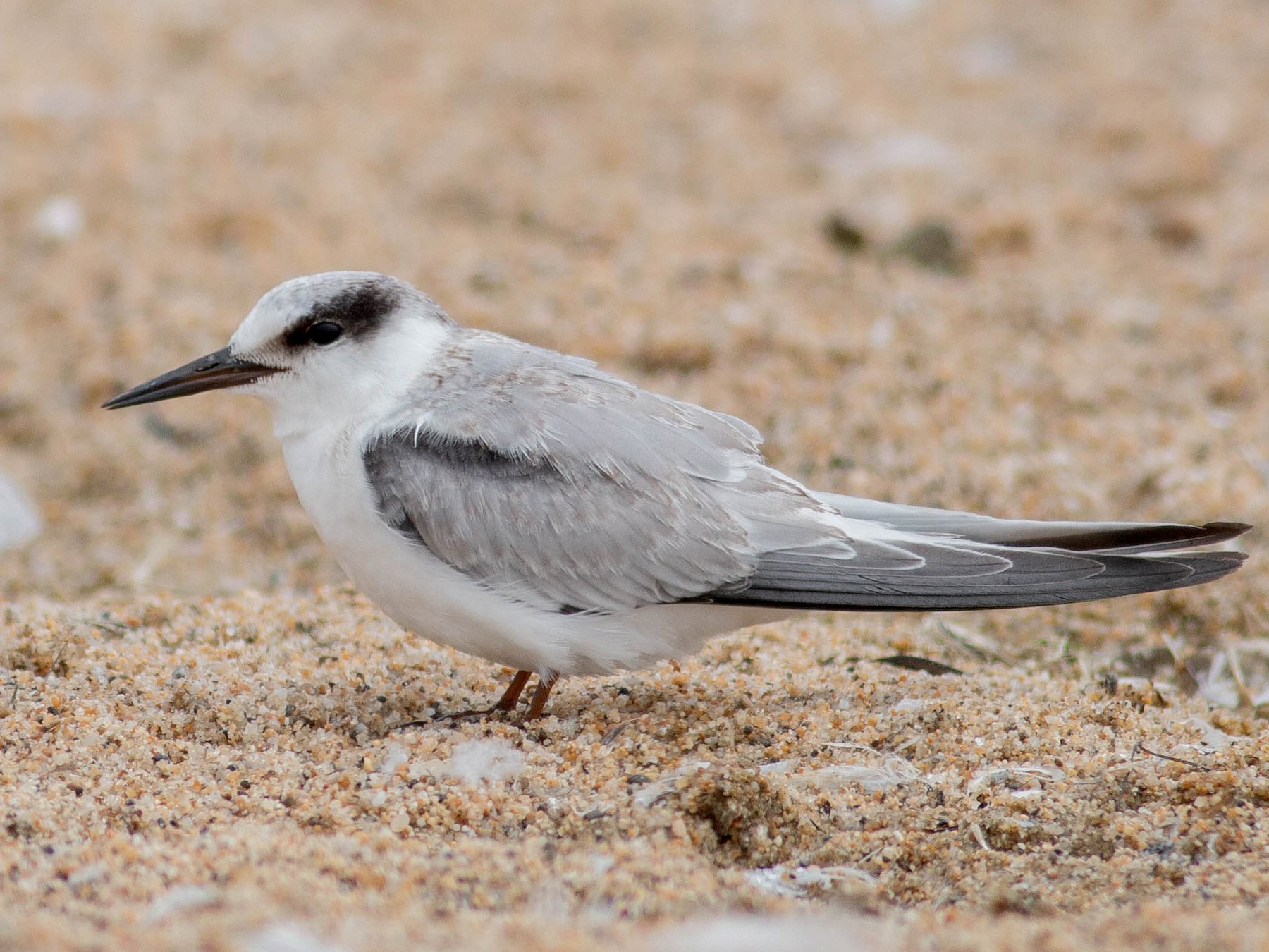 Gaviotín Chico Boreal - eBird