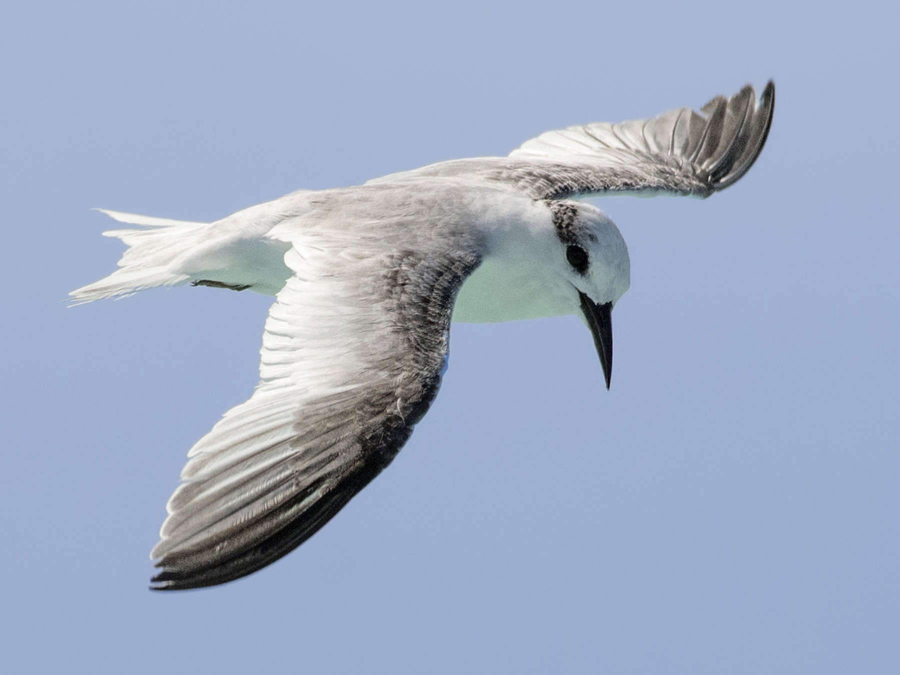 Least Tern - eBird