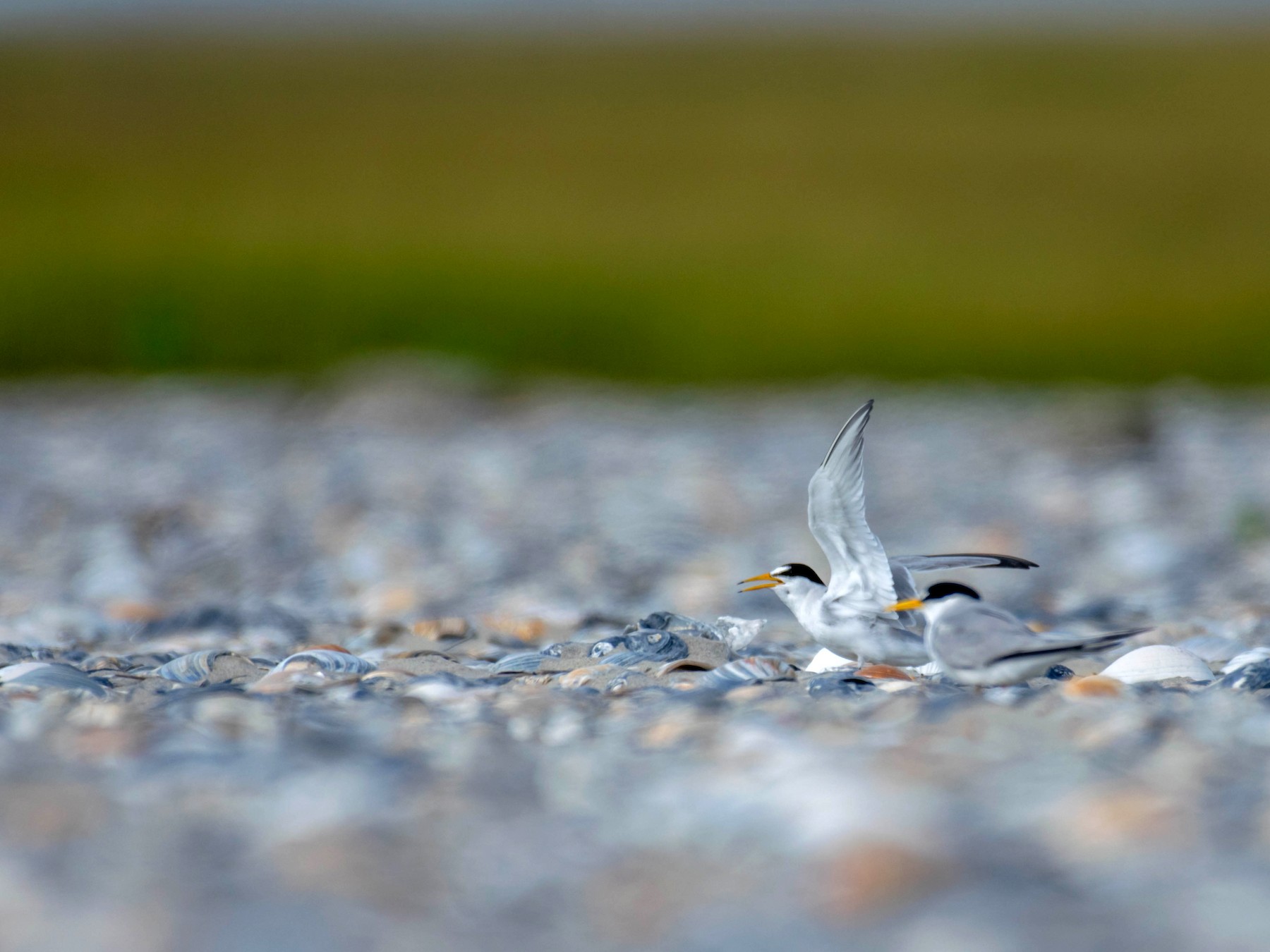 Least Tern - eBird