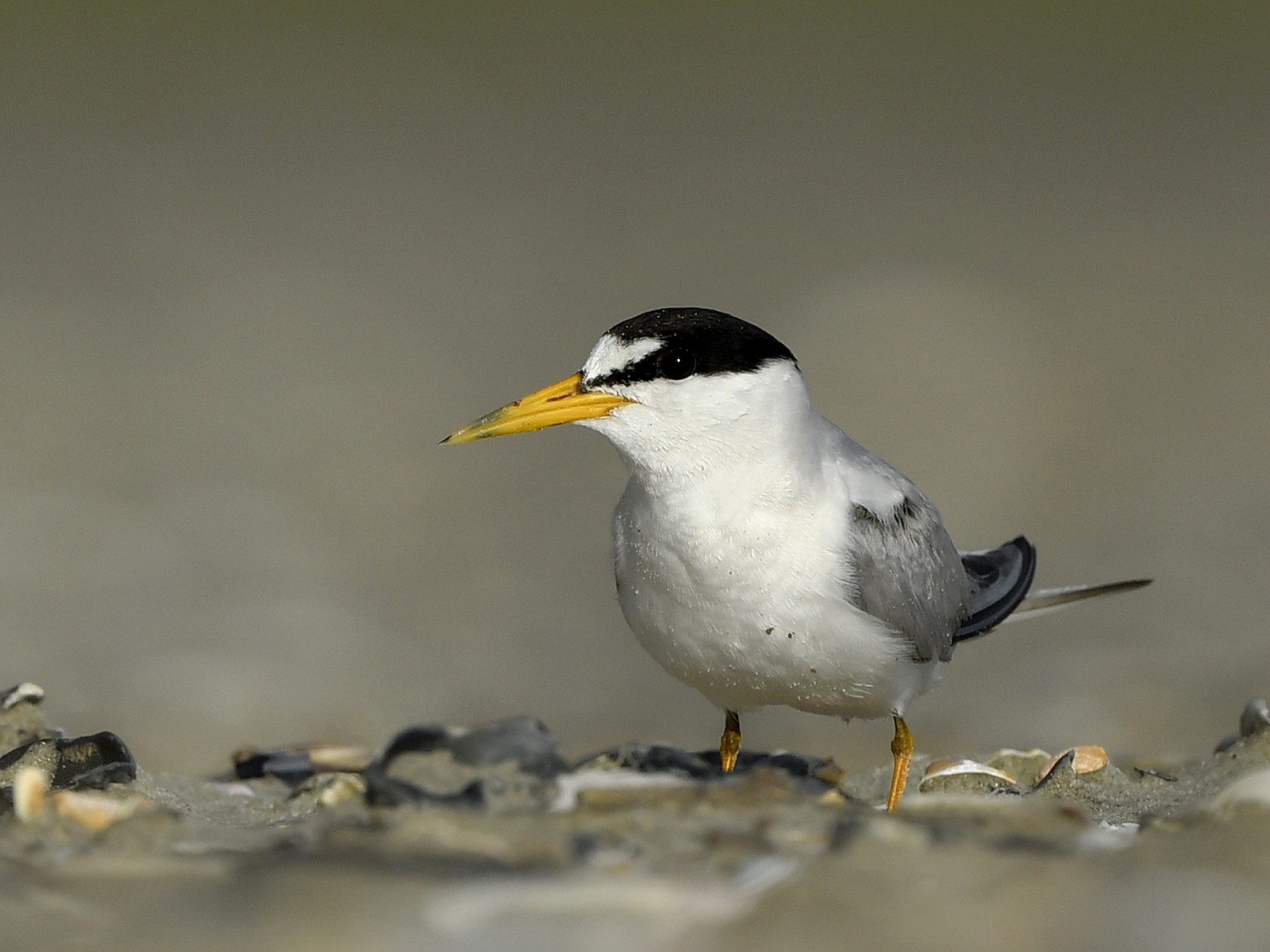Least Tern - eBird